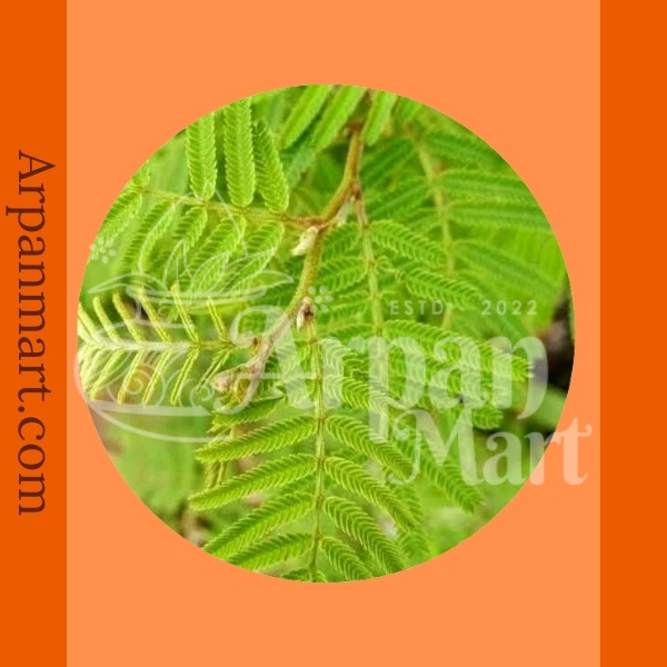 Shami Leaves - Arpanmart - One Stop Super Specialty Store