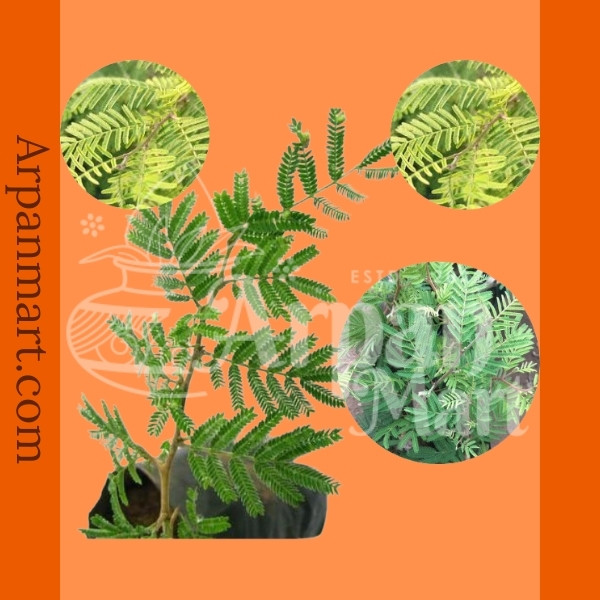 Shami Leaves - Arpanmart - One Stop Super Specialty Store