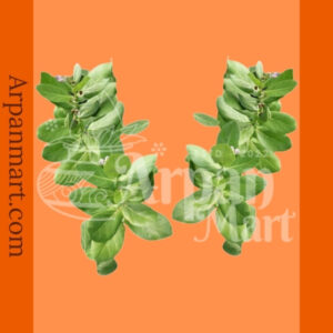 Jilledu/Erukku/Arka Leaves - Arpanmart